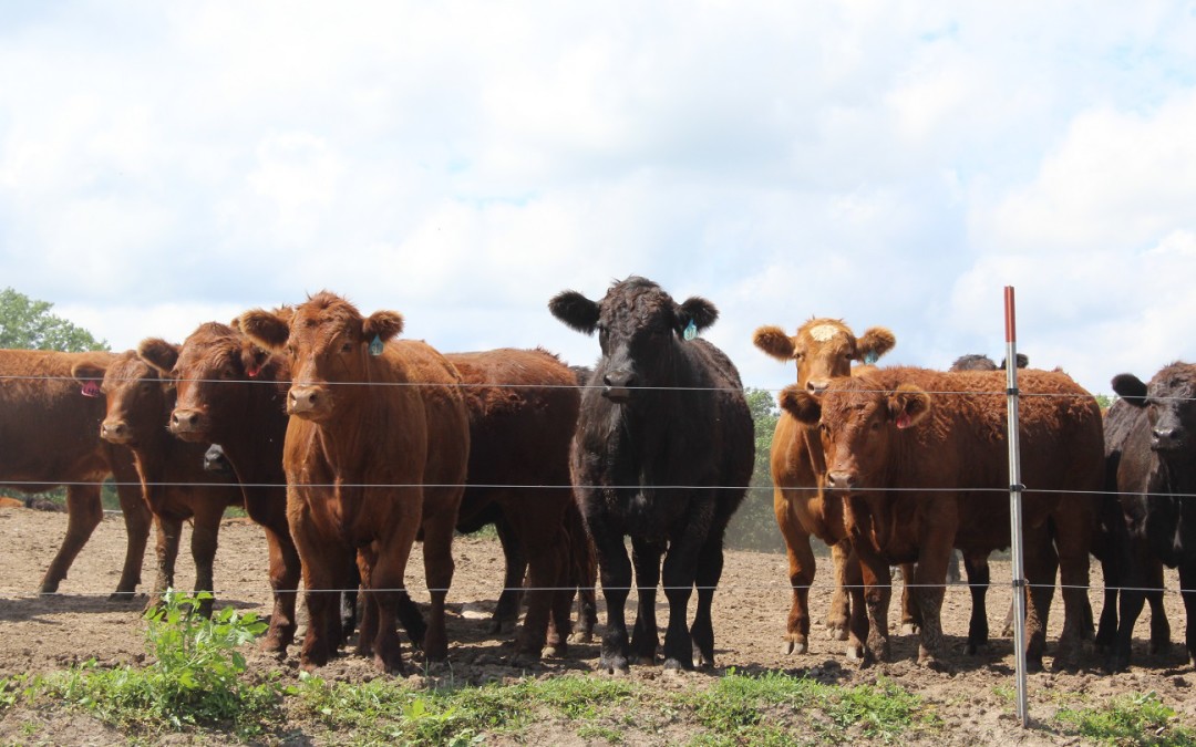 A Better Cut: Peterson Farms' Limousin Beef - Twin Cities Agenda